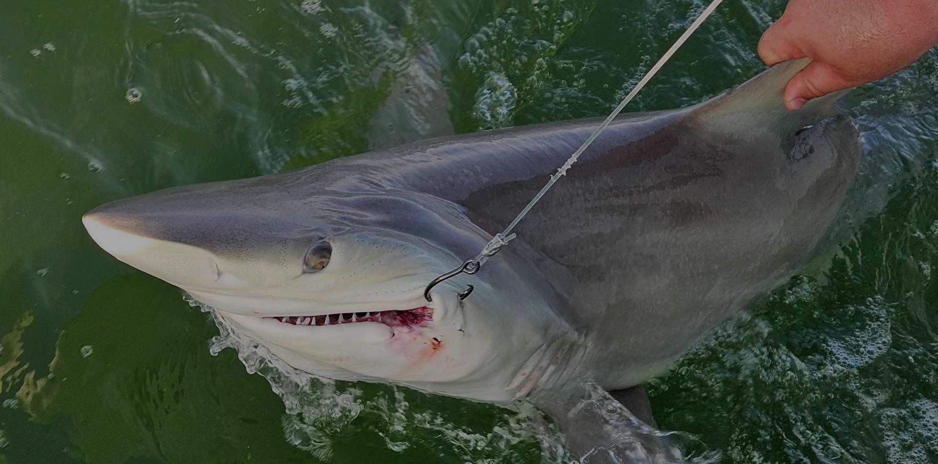 Night Shark Fishing Charter - Connors Charters